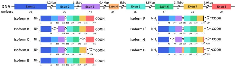 HSD17B13 — Emerging Therapeutic Target in NASH & Liver Disease-DIMA BIOTECH