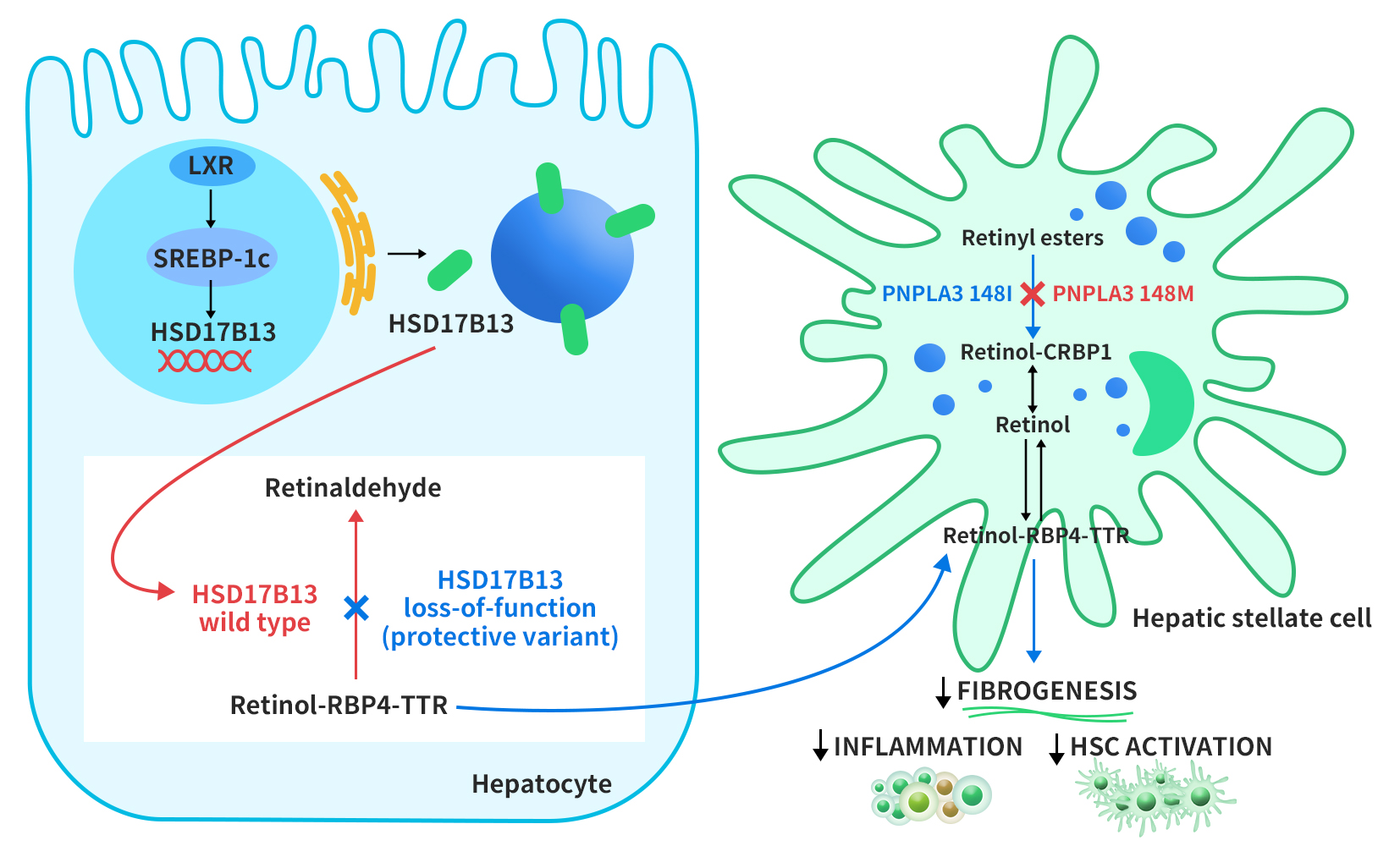 HSD17B13 — Emerging Therapeutic Target in NASH & Liver Disease-DIMA BIOTECH