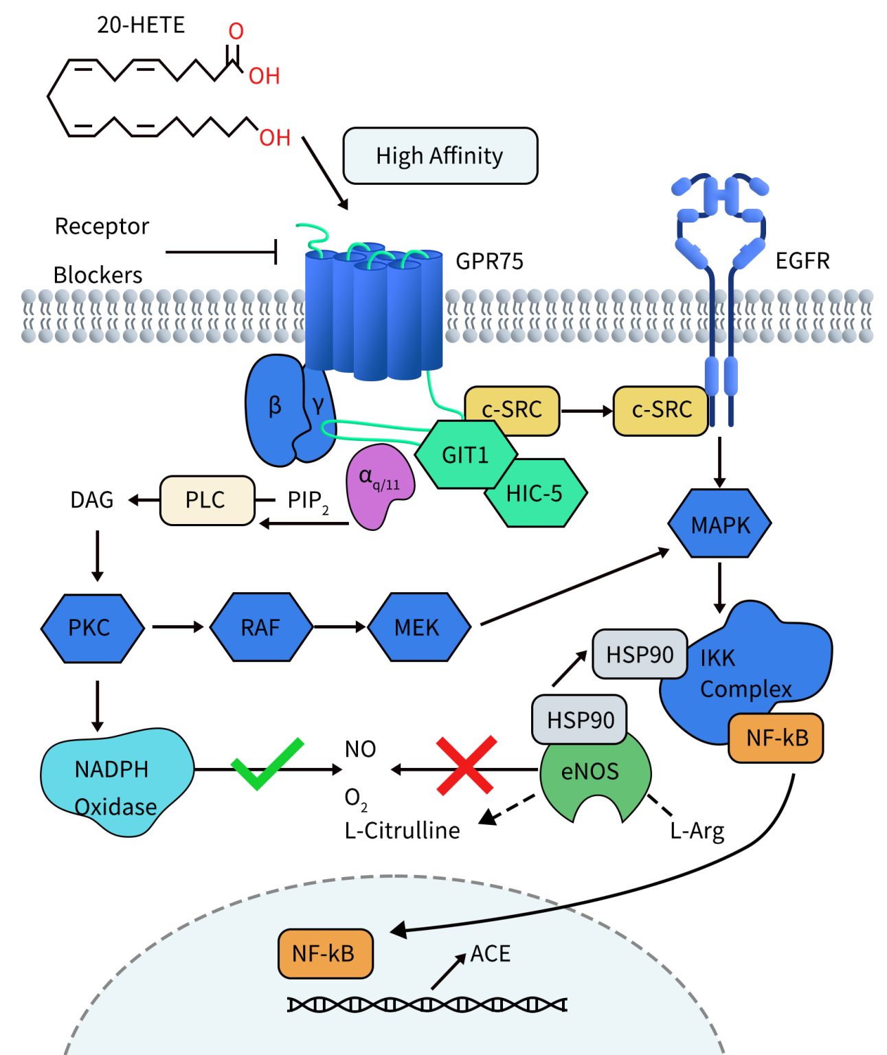 GPR75 - An Emerging Target for Weight Loss Drugs - DIMA Biotechnology