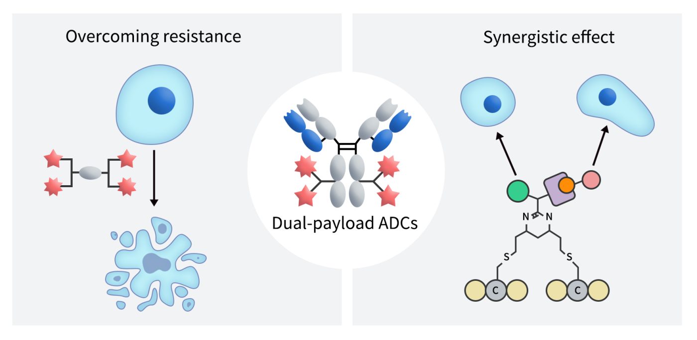 Dual-Payload ADCs: The Next Big Thing in the ADC Arena - DIMA Biotechnology