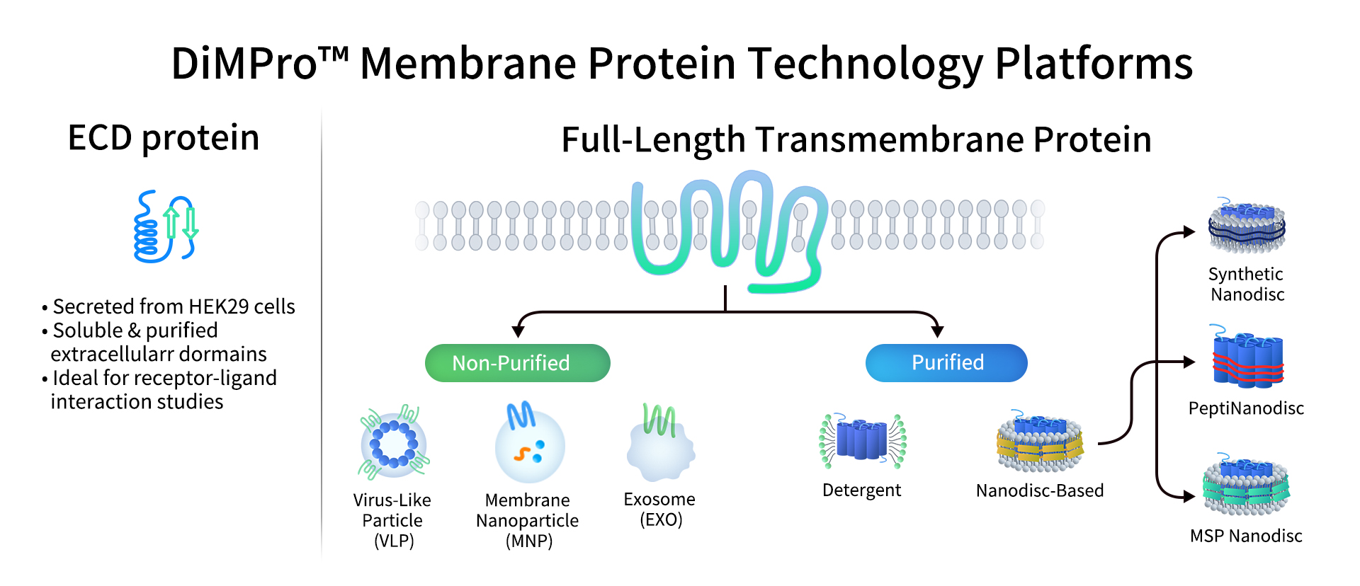 Membrane Protein Development Platform-DIMA BIOTECH
