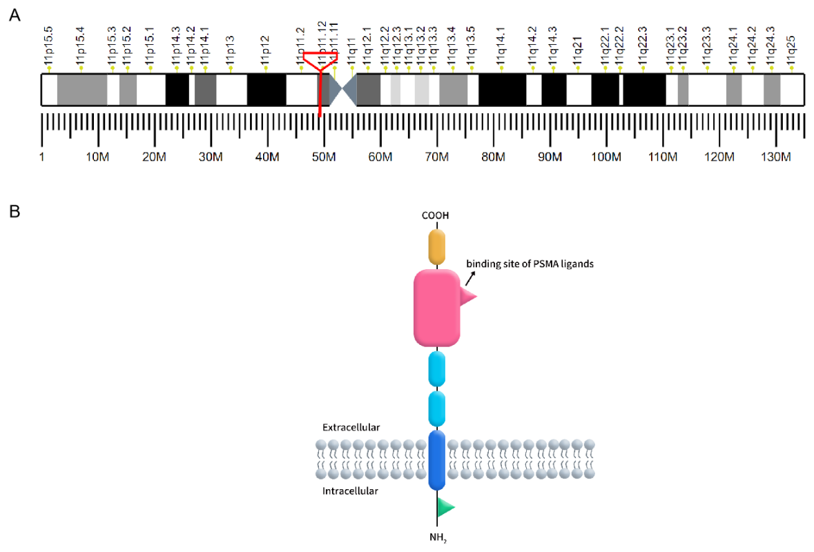PSMA: A Key Target for Radiotherapy & Diagnosis in Prostate Cancer-DIMA ...
