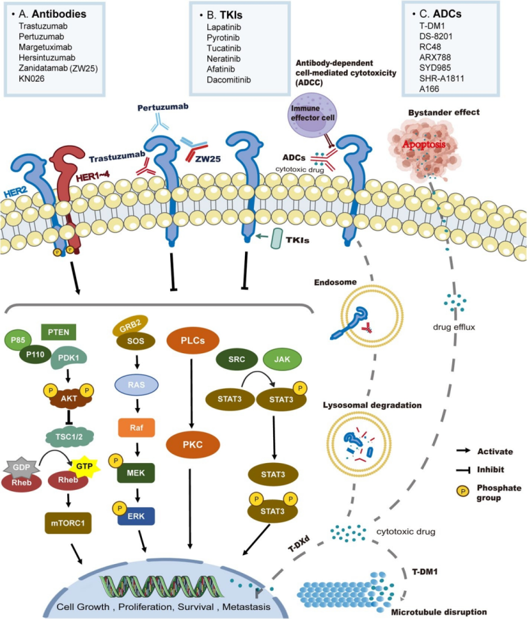 HER2: A Key Target in Solid Tumor Therapy-DIMA BIOTECH
