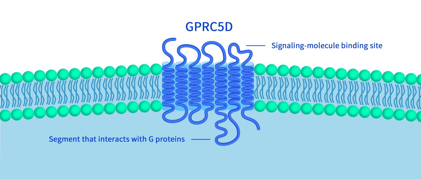 2023 ASH | Exploring Advances in Clinical Research on GPRC5D Targeted ...