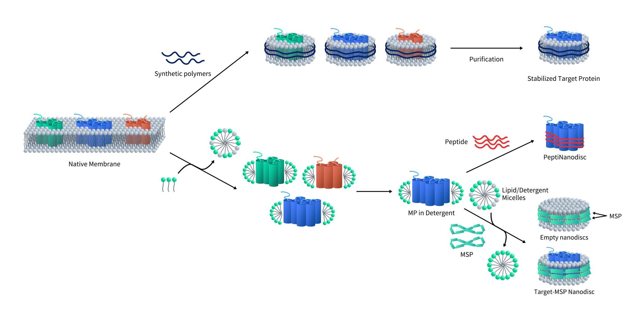 Membrane Protein Development Platform-DIMA BIOTECH