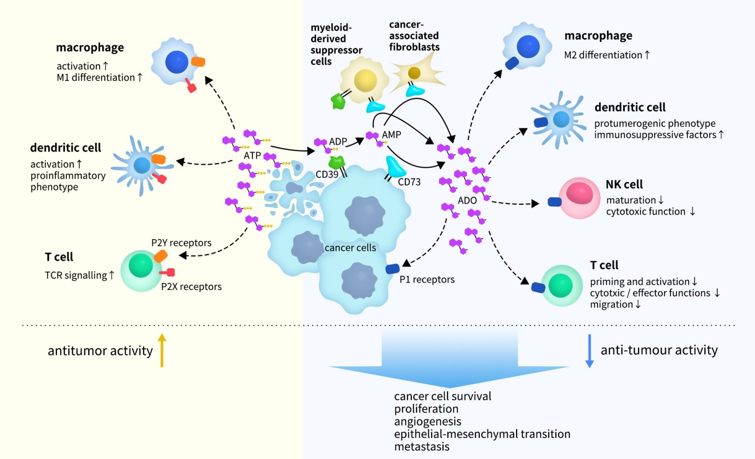 CD73: A Potential Target in Cancer Immunotherapy - DIMA Biotechnology