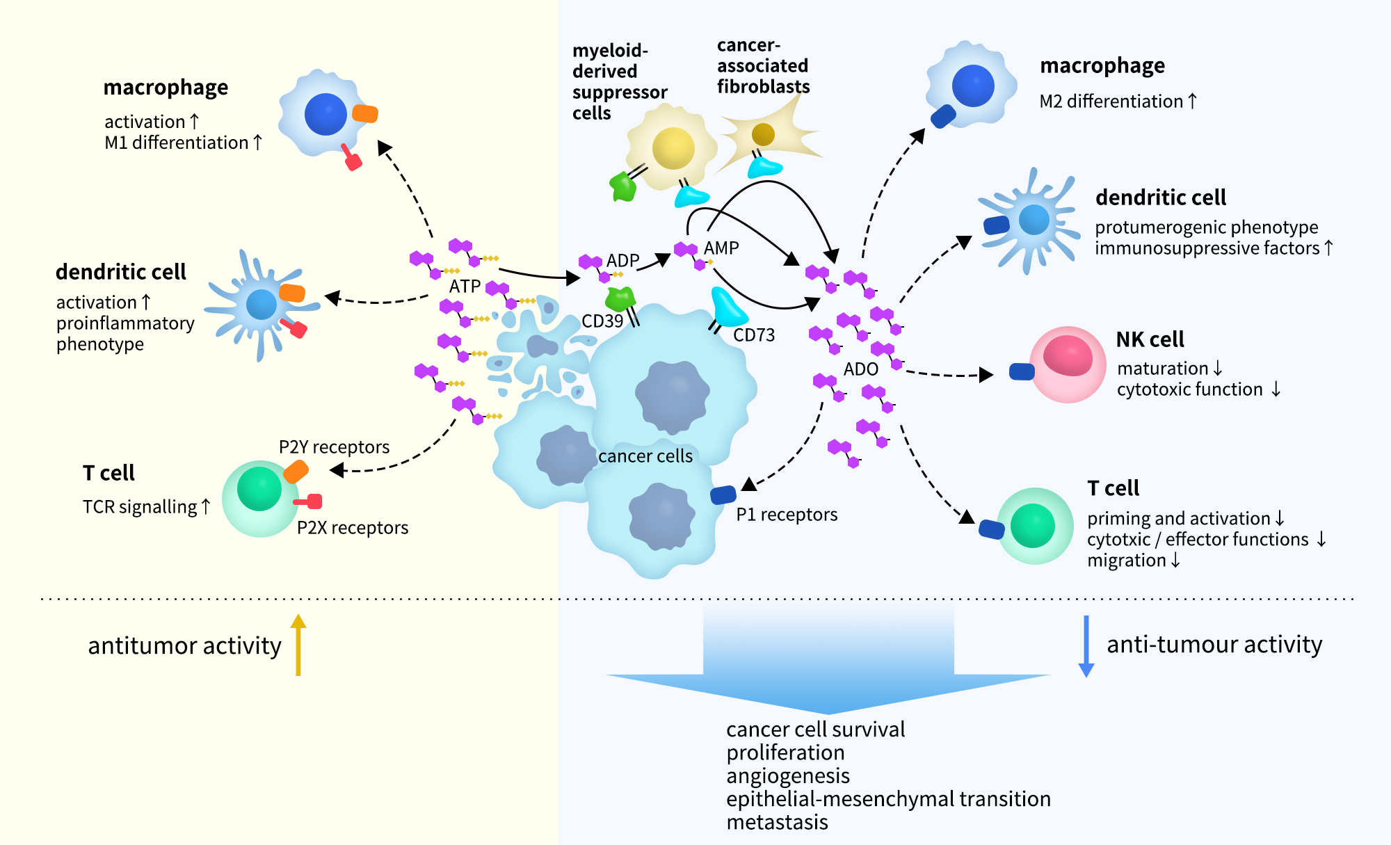 CD73: A Potential Target in Cancer Immunotherapy - DIMA Biotechnology