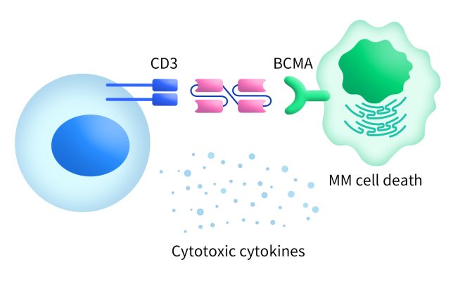 Research Progress on BCMA-Targeted Therapies in Multiple Myeloma-DIMA ...