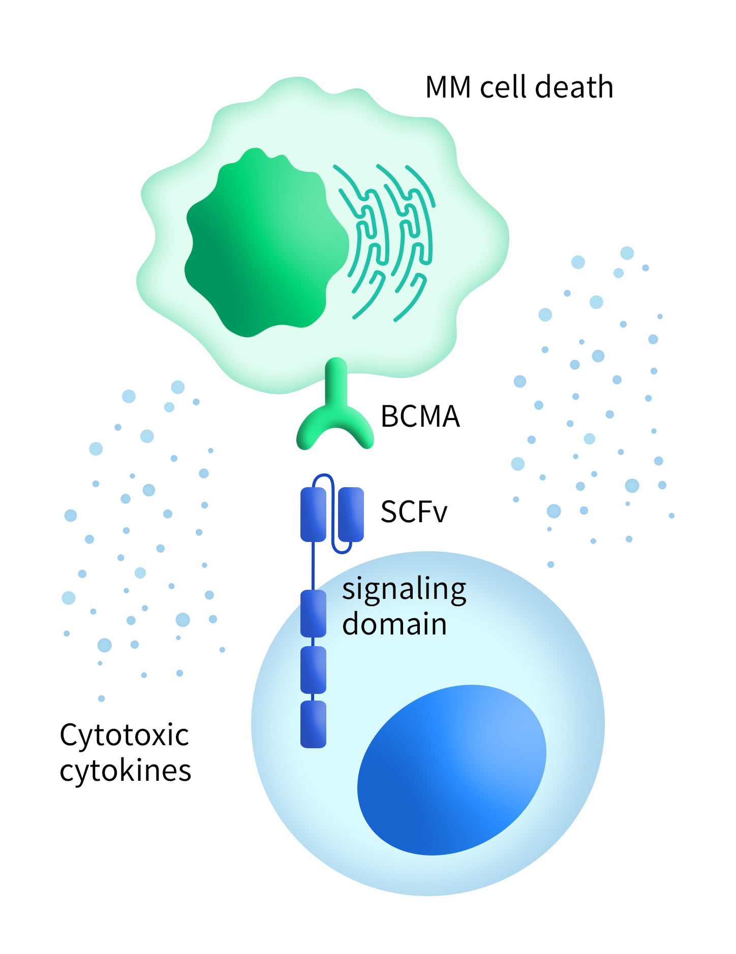 Research Progress on BCMA-Targeted Therapies in Multiple Myeloma - DIMA Biotechnology