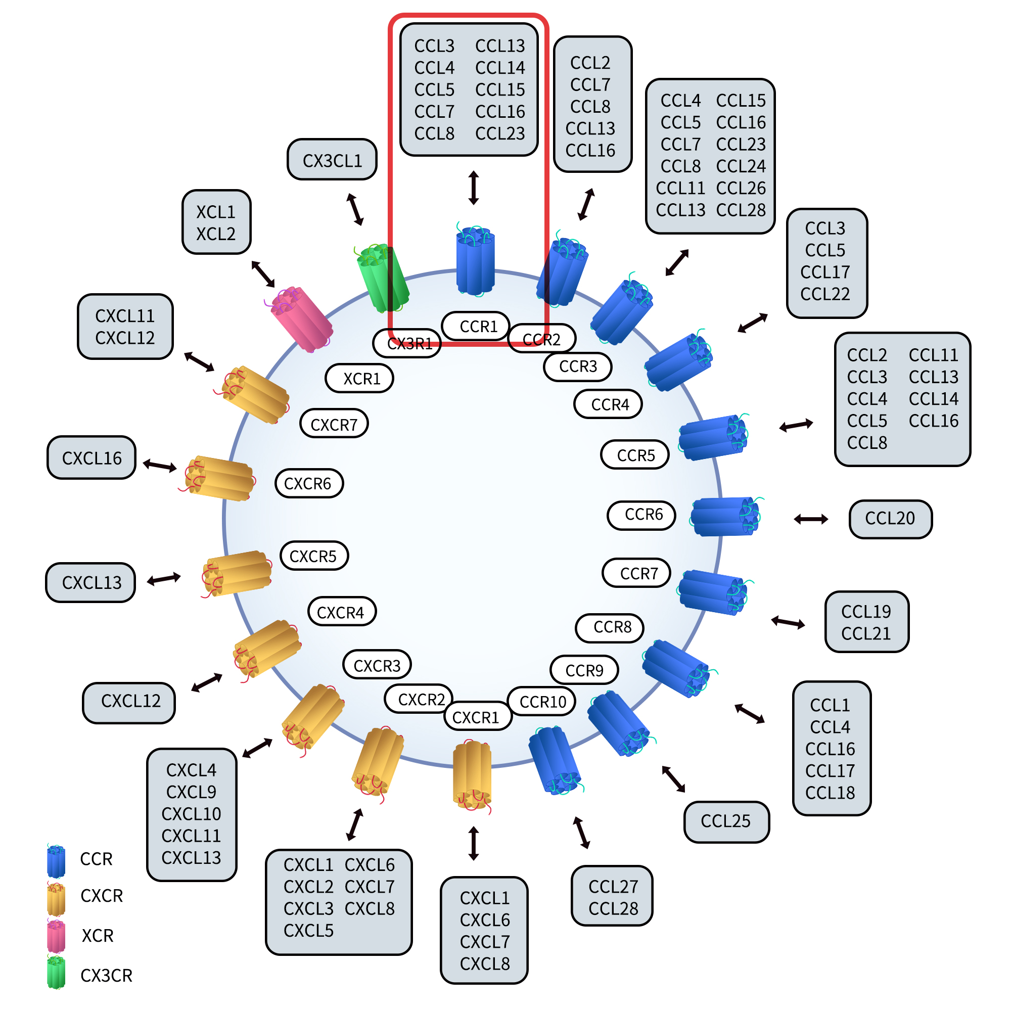 CCR1 – An Emerging Target for Immune Regulation & Drug Development-DIMA ...
