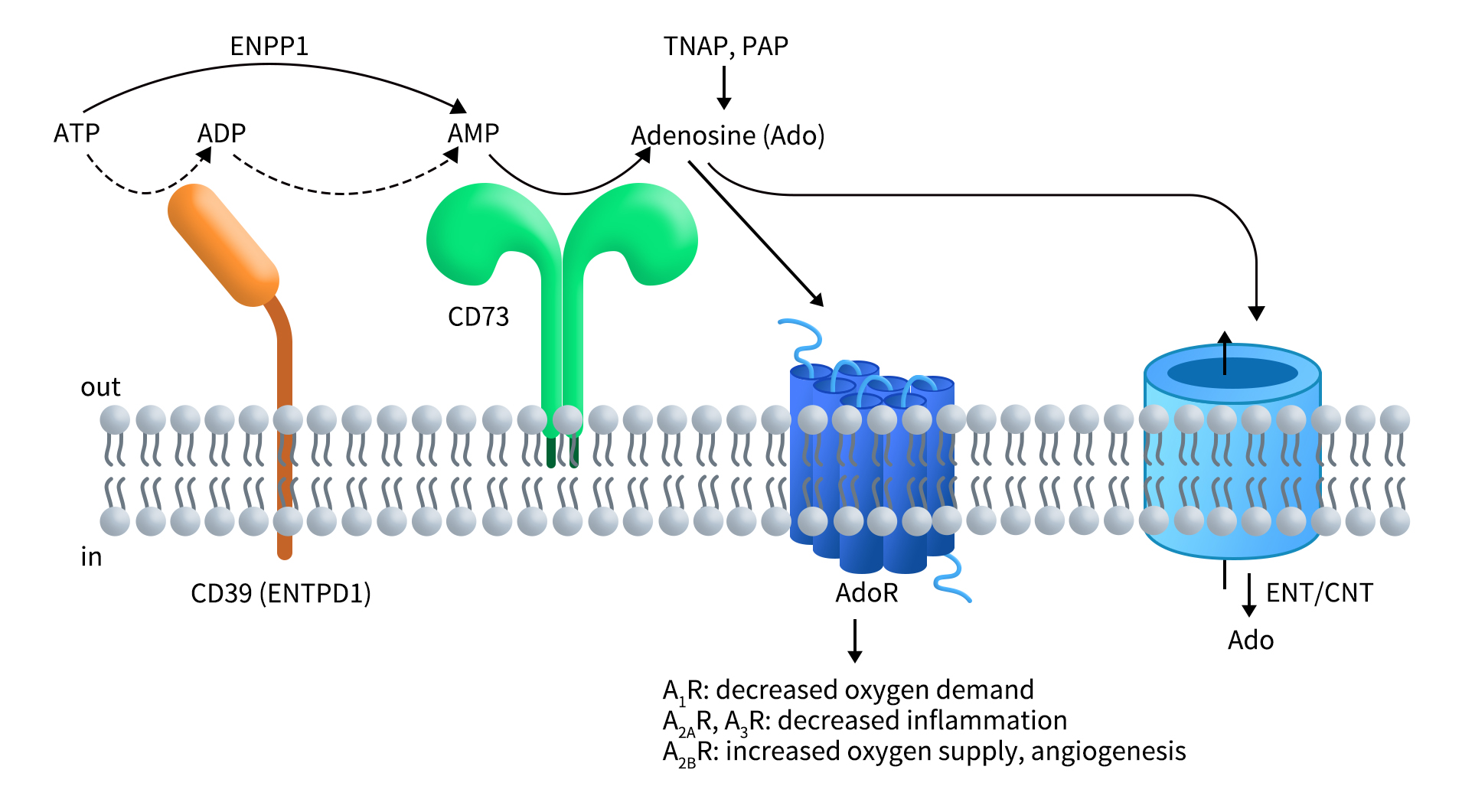 CD73 – A Promising Target in Cancer Immunotherapy-DIMA BIOTECH