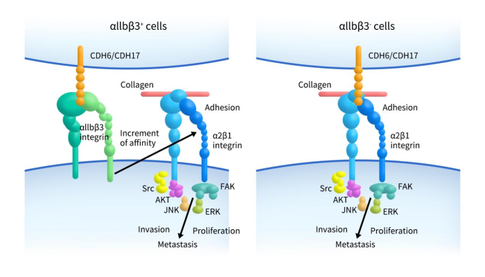CDH6‑ADC: Promising Results for Ovarian Cancer Treatment-DIMA BIOTECH