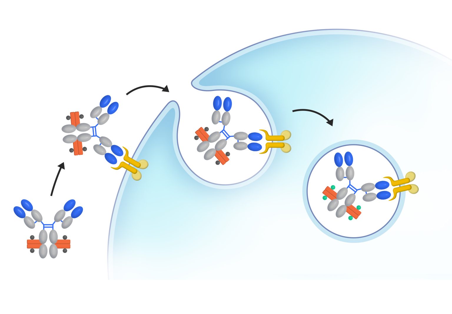 Rabbit mAb Service - DIMA Biotechnology