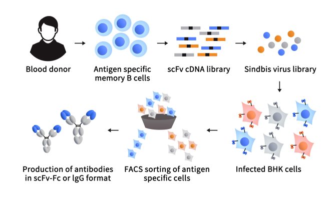 Unlocking the Potential of Mammalian Cell Display in Antibody‑Drug ...