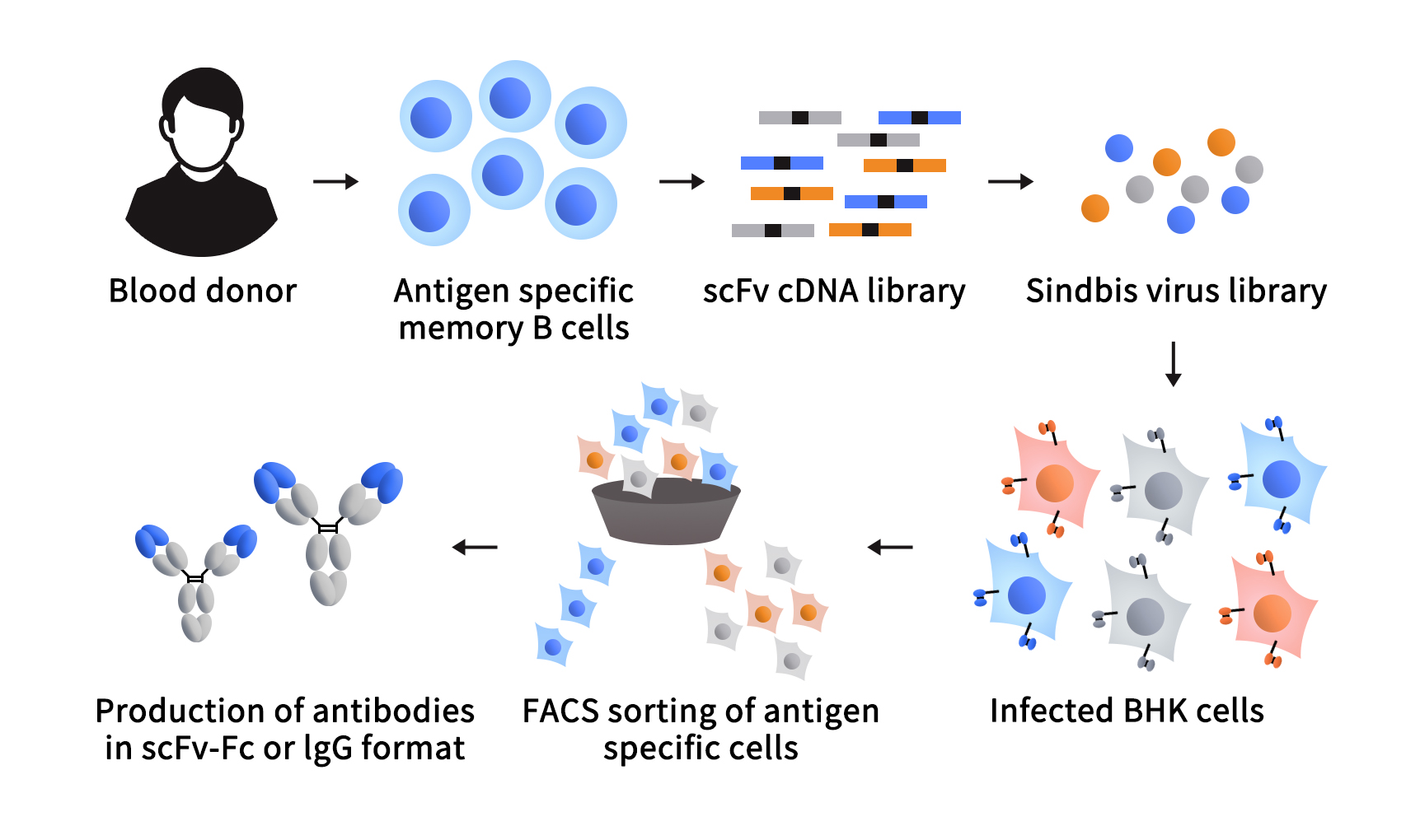 Unlocking the Potential of Mammalian Cell Display in Antibody‑Drug ...