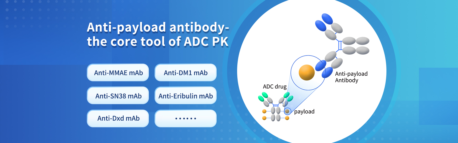 anti-payload antibody-DIMA BIOTECH