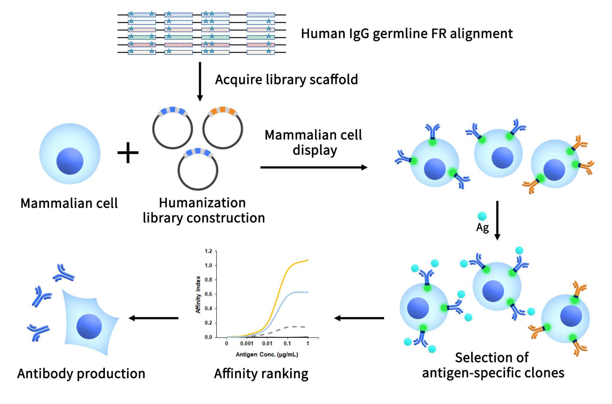 Unlocking the Potential of Mammalian Cell Display in Antibody Drug ...