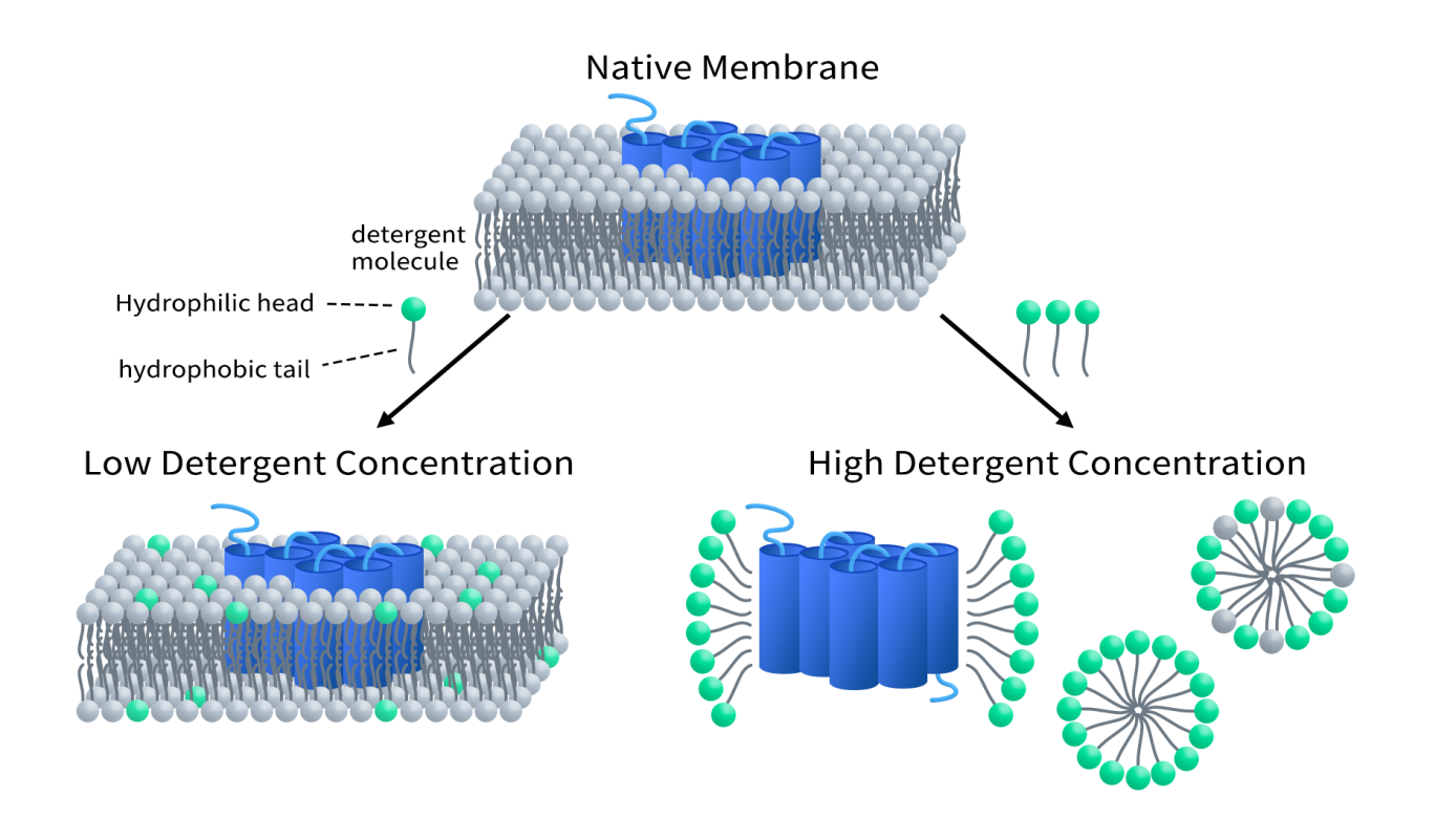 DiMProTM Full Length Transmembrane Proteins - DIMA Biotechnology