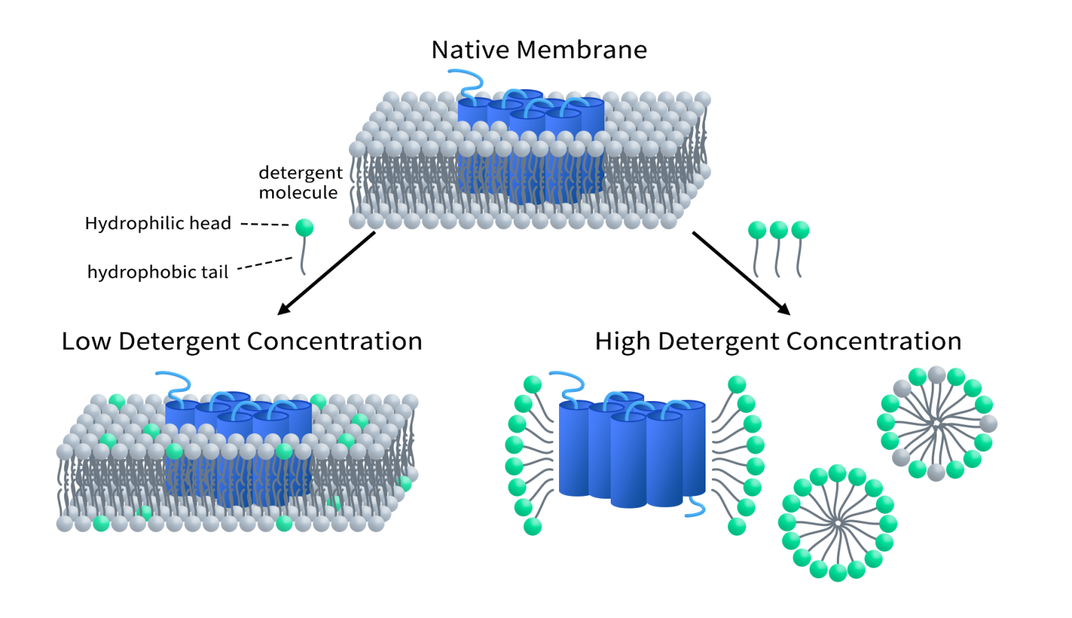 DiMProTM Full Length Transmembrane Proteins - DIMA Biotechnology