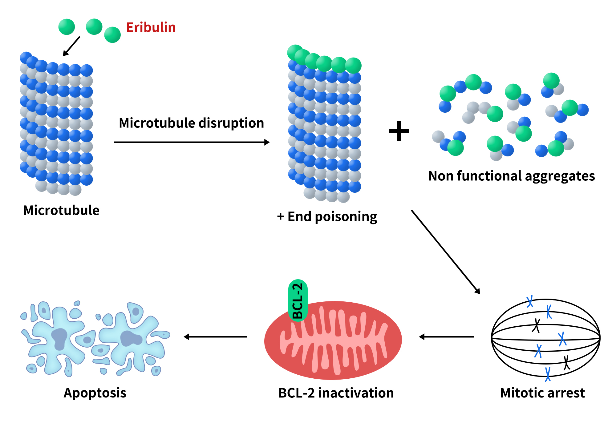 Eribulin IgG Labeling Reagent: A New Tool for ADC Research-DIMA BIOTECH