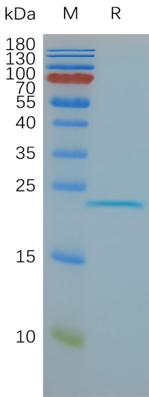 Synthetic Nanodisc-Dimabio