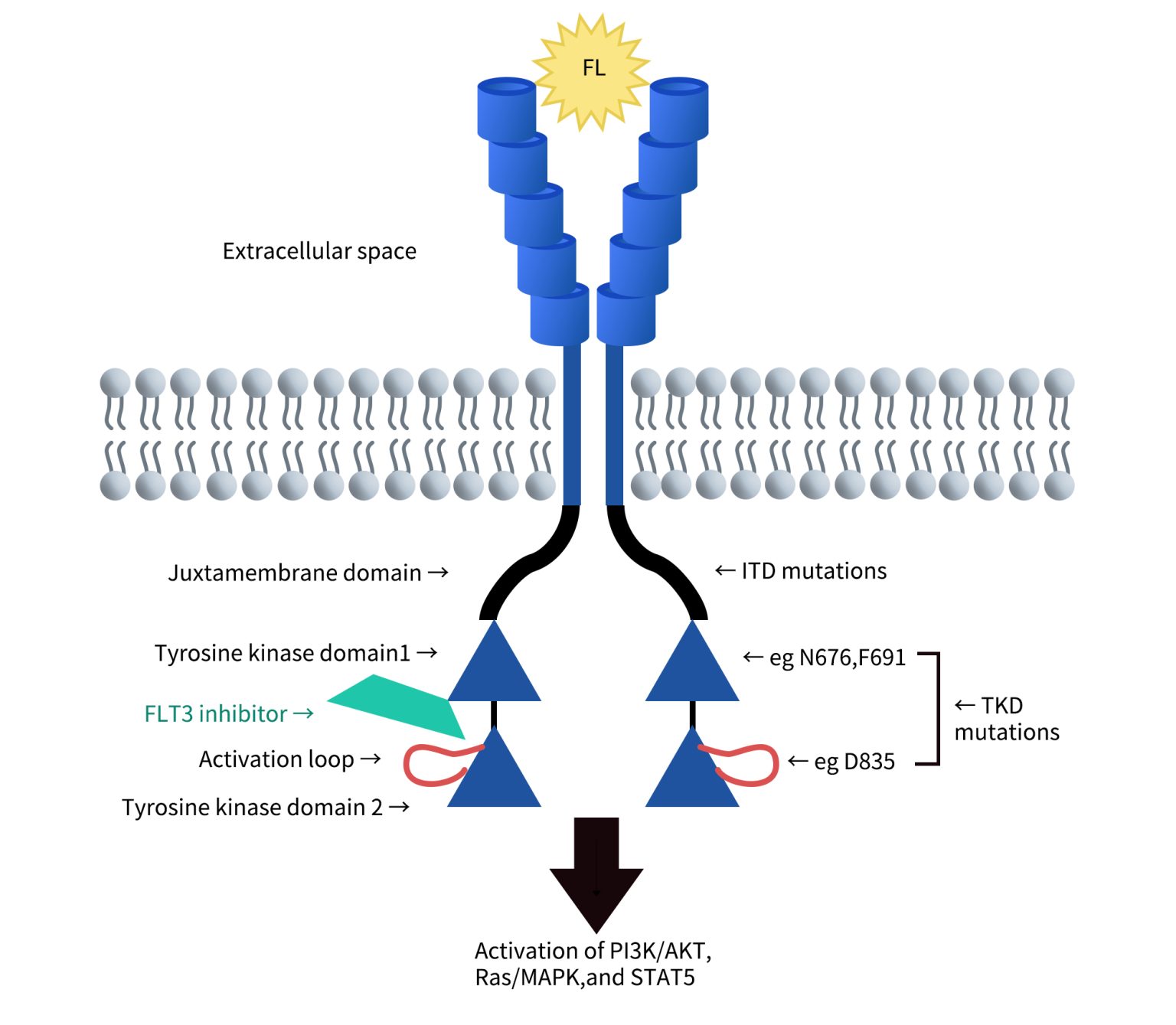FLT3 | A Key Therapeutic Target in Acute Myeloid Leukemia - DIMA ...