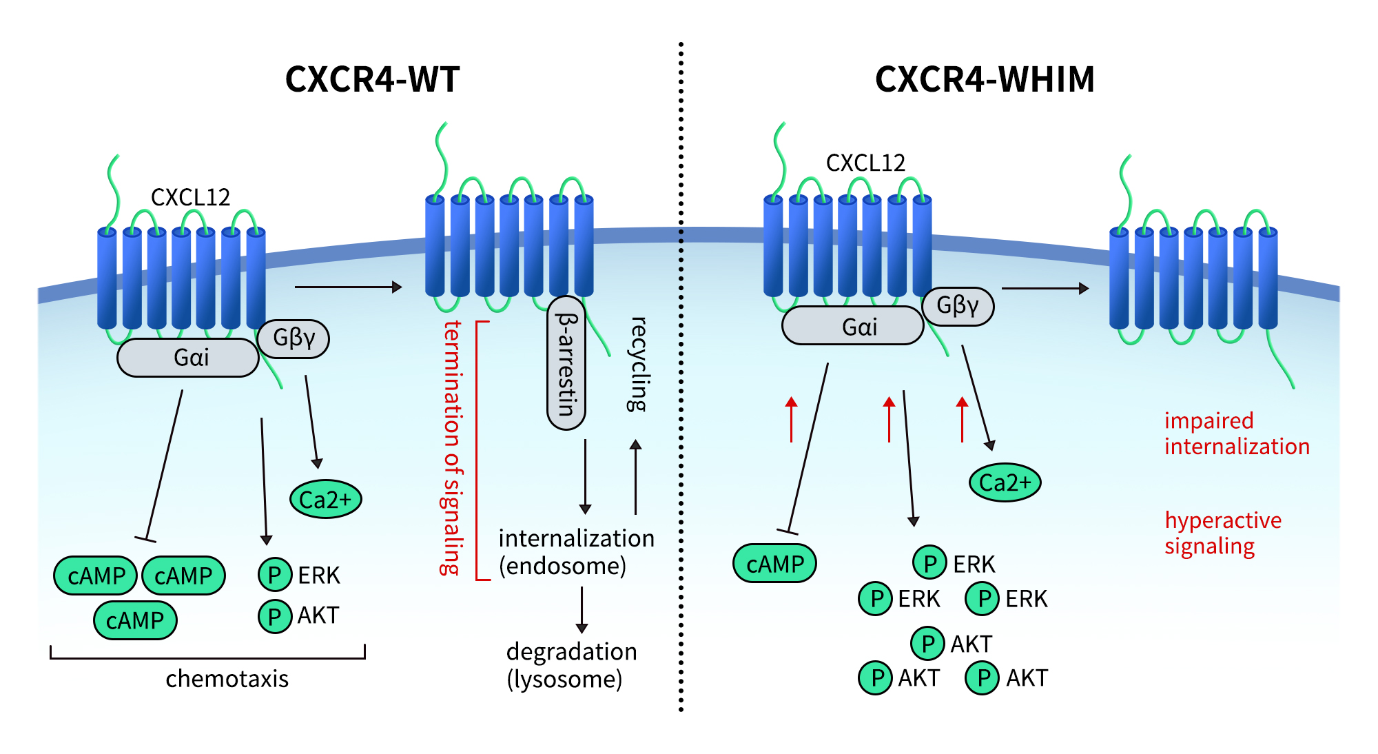One Receptor, Two FDA‑Approved Drugs: Just How Crucial Is CXCR4?-DIMA ...