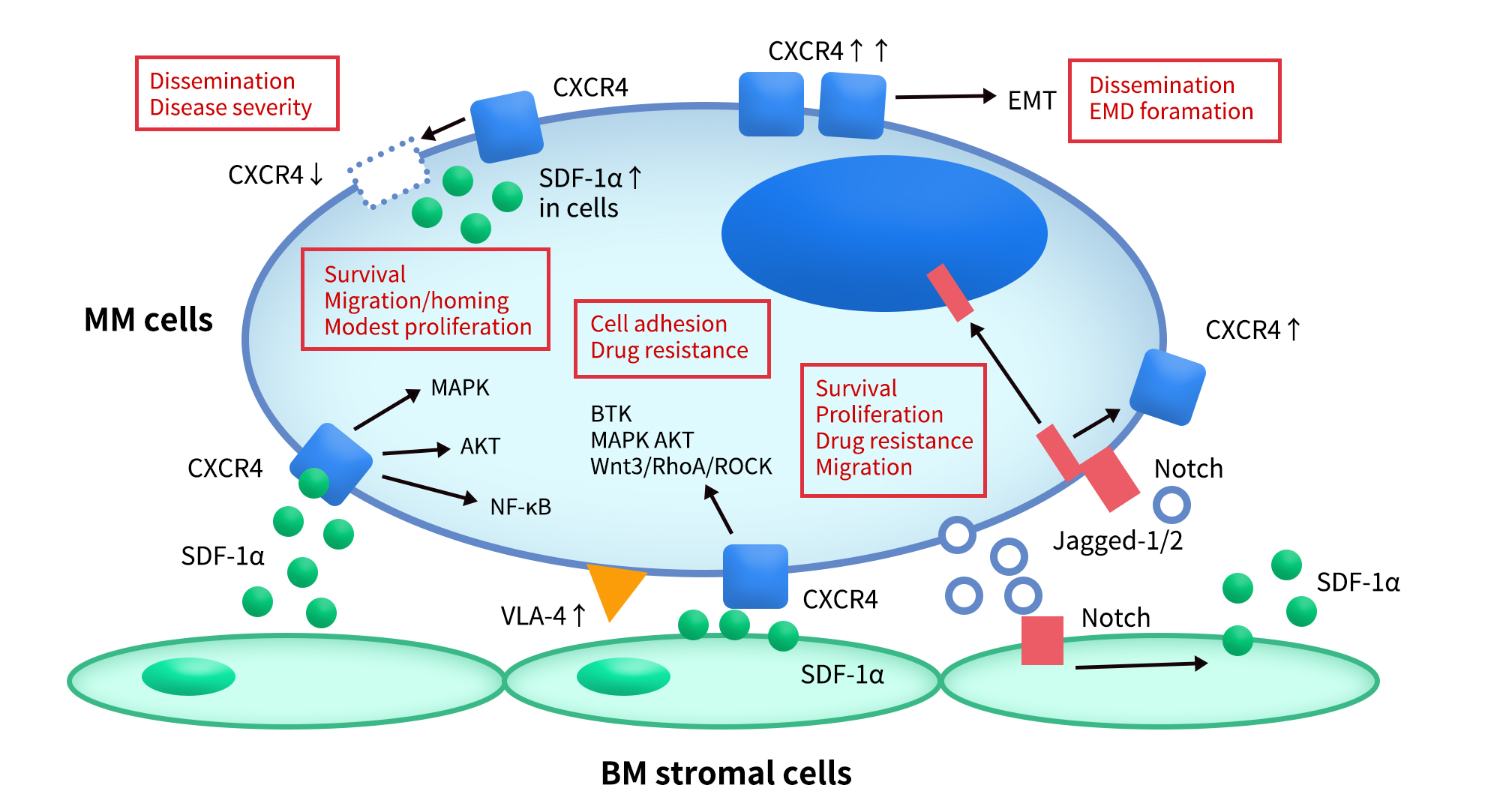One receptor, two FDA-approved drugs — just how crucial is CXCR4? - DIMA Biotechnology