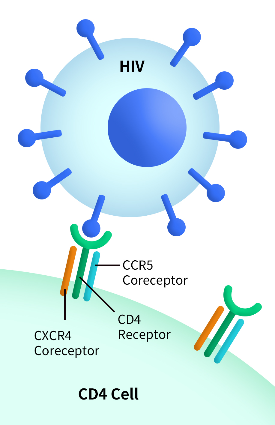 One receptor, two FDA-approved drugs — just how crucial is CXCR4? - DIMA Biotechnology