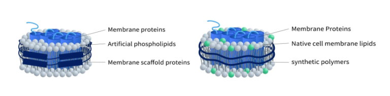 Synthetic Nanodisc – A Promising Solution for “Undruggable” Membrane ...
