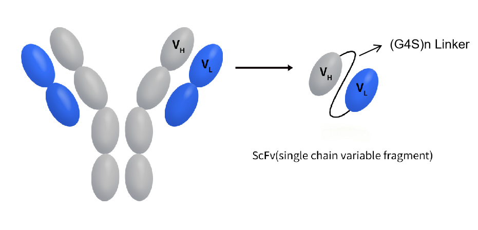 Exciting Launch: The New Anti‑(G4S)₄ Antibody Is Here!-DIMA BIOTECH