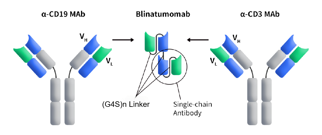 Exciting Launch: The New Anti‑(G4S)₄ Antibody Is Here!-DIMA BIOTECH