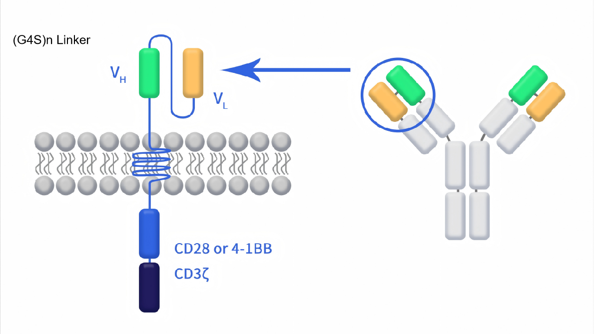 Exciting Launch: The New Anti‑(G4S)₄ Antibody Is Here!-DIMA BIOTECH