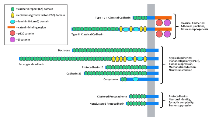 Cadherin (CDH) Family Targets Overview-Classification and Key Members ...