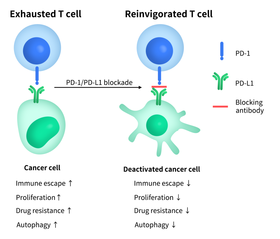 PD-1/PD-L1 Target: The Core Pathway of Tumor Immune Checkpoints - DIMA ...