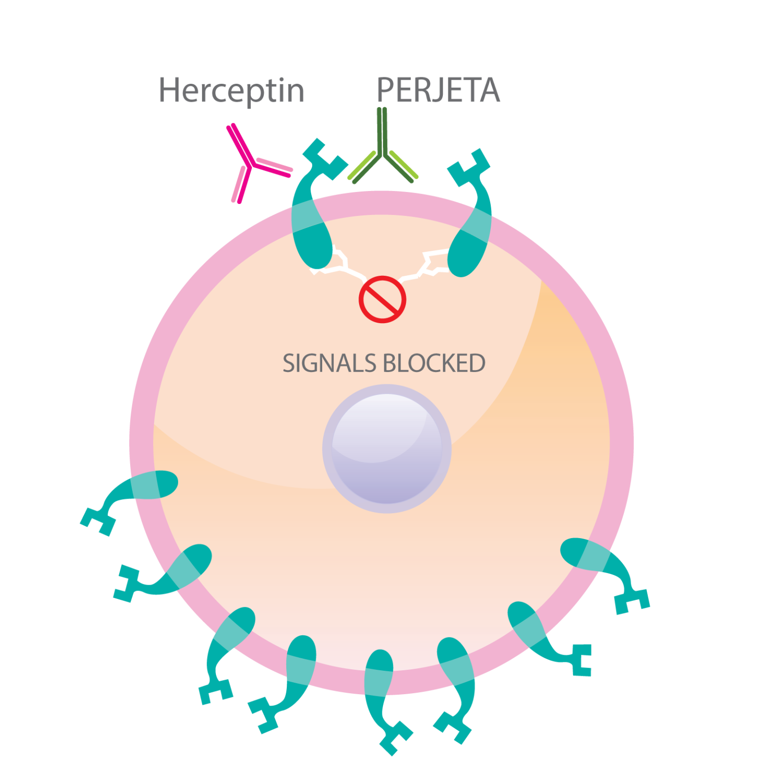 HER2: A Key Target in Solid Tumor Therapy-DIMA BIOTECH