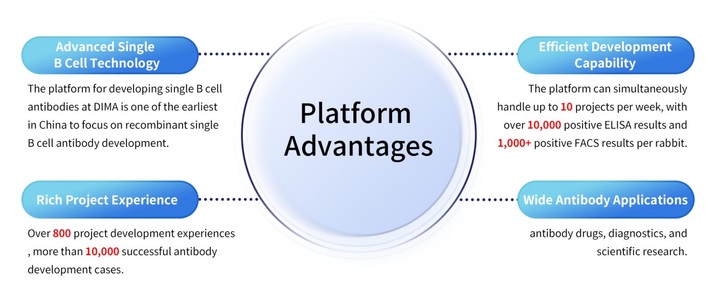 Rabbit mAb Service - DIMA Biotechnology
