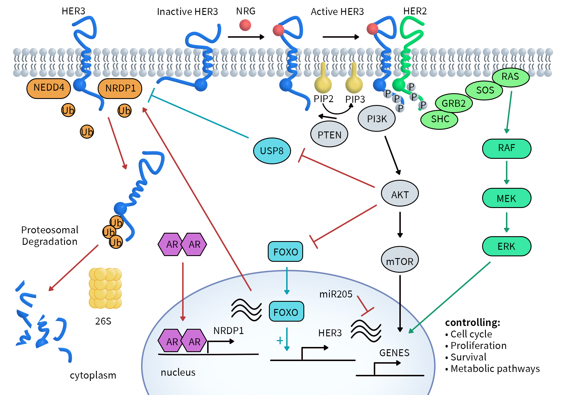 HER3/ERBB3: Dominating Cancer Therapy with ADCs and Beyond - DIMA Biotechnology