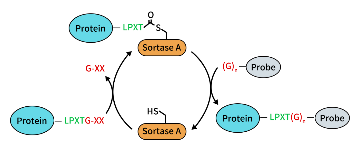 Sortase A Protease: A Versatile Enzymatic Tool for Site-Specific ...
