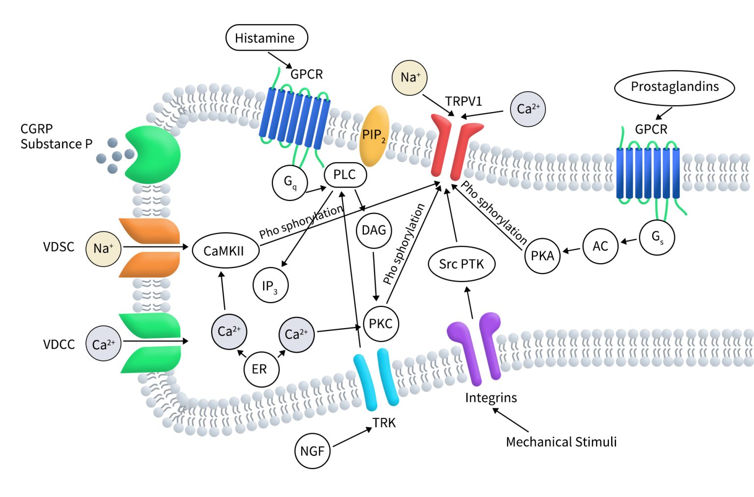 TRPV1: An Important Target for Pain Treatment - DIMA Biotechnology