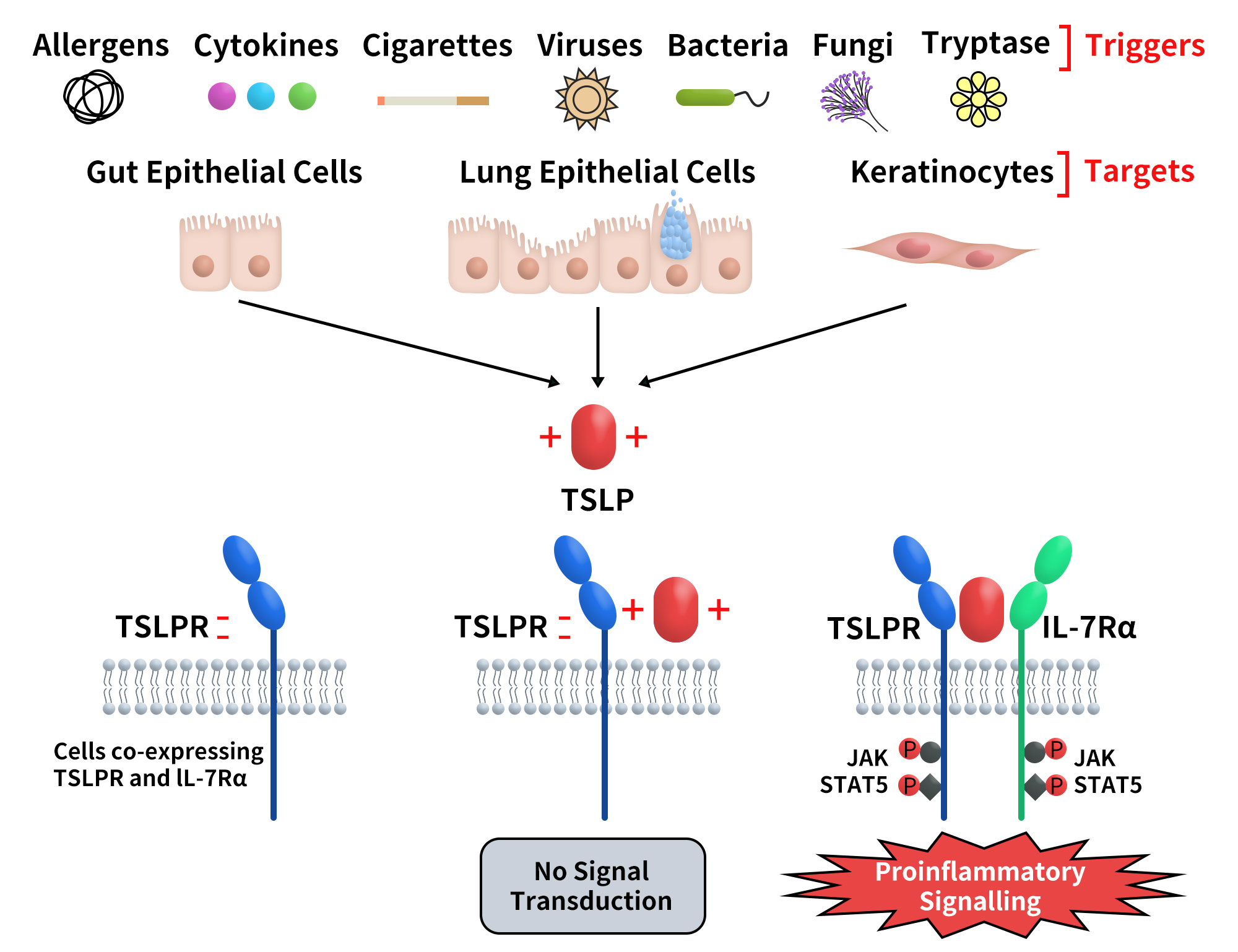 TSLP: A Promising Target for Opening a New Chapter in Immunotherapy ...