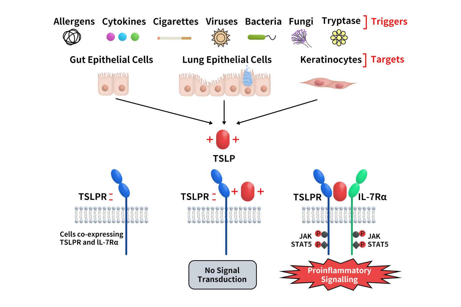 TSLP: A Promising Target for Opening a New Chapter in Immunotherapy