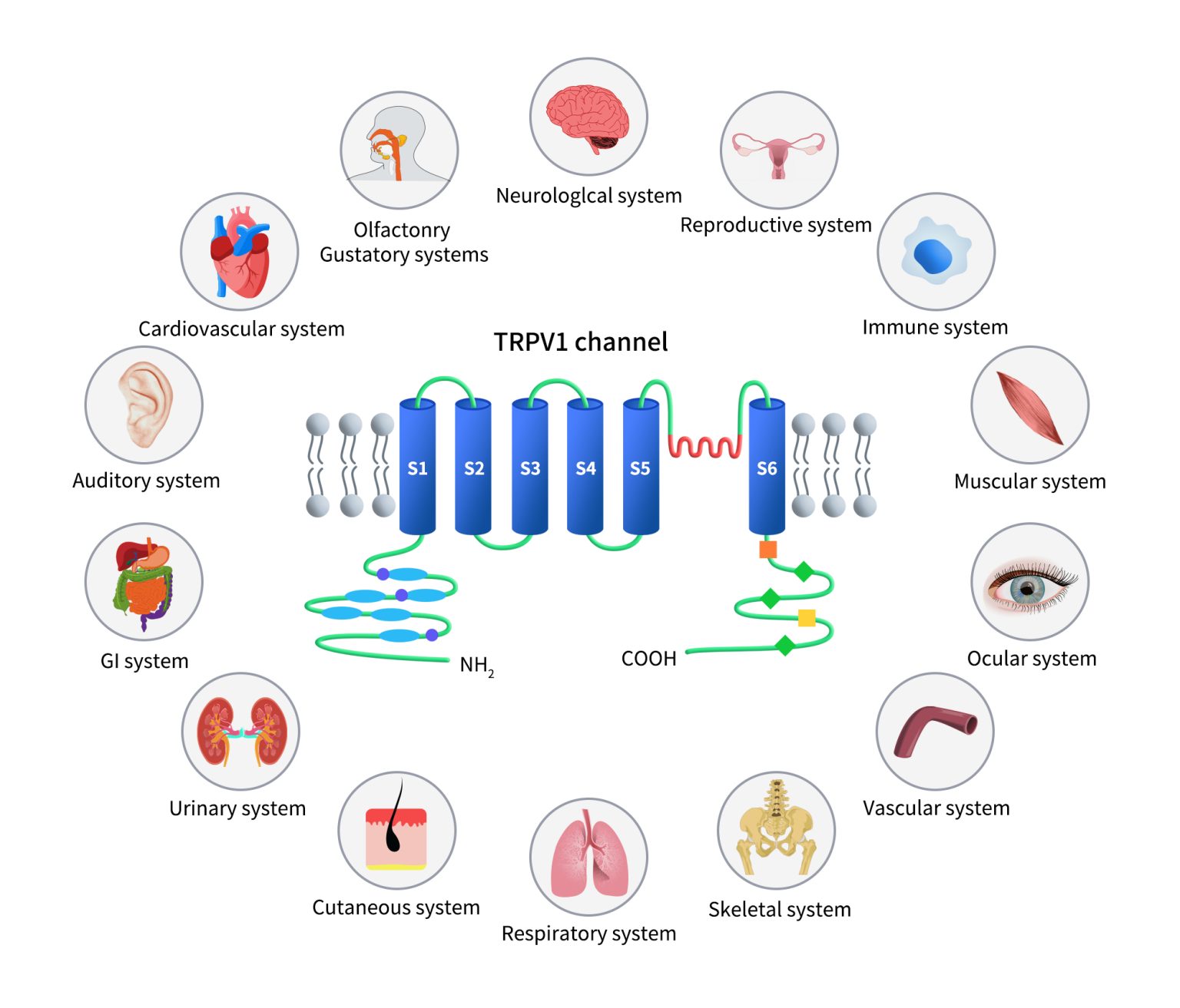 TRPV1: An Important Target for Pain Treatment - DIMA Biotechnology