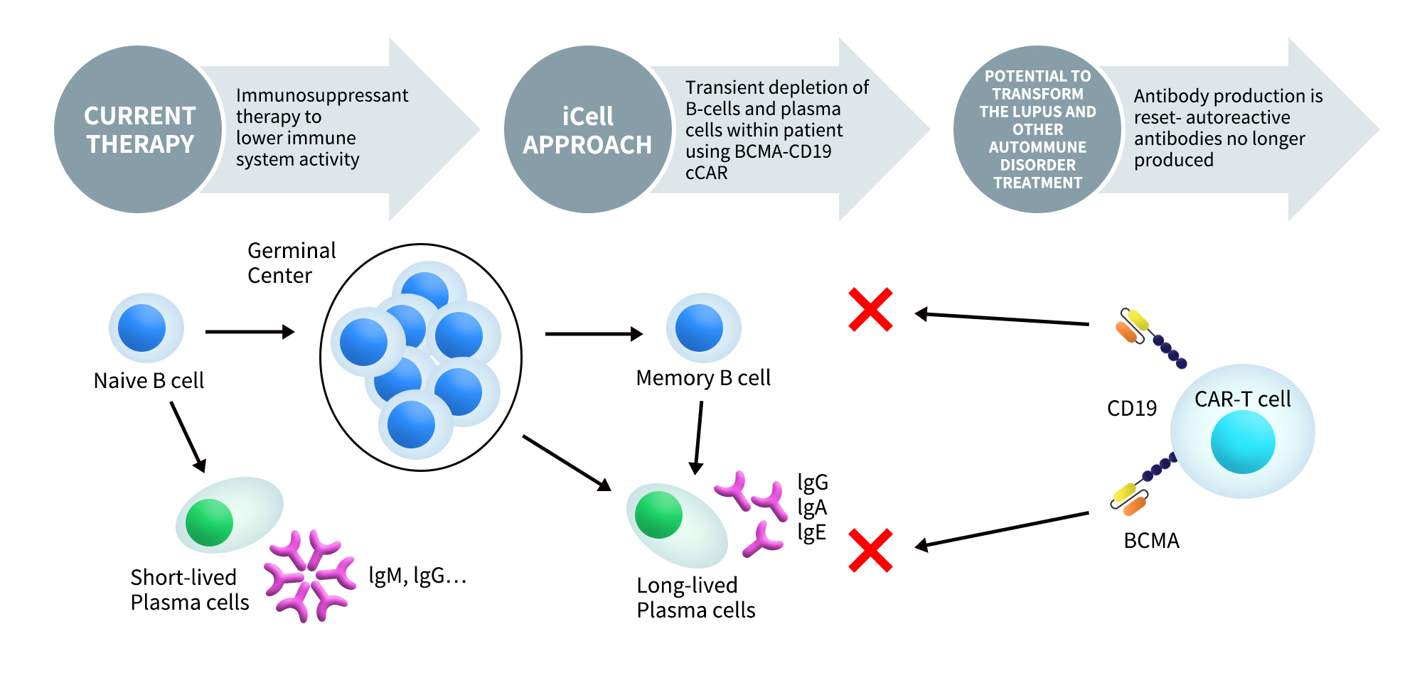 Research Progress on Targeting BCMA in Autoimmune Diseases - DIMA ...