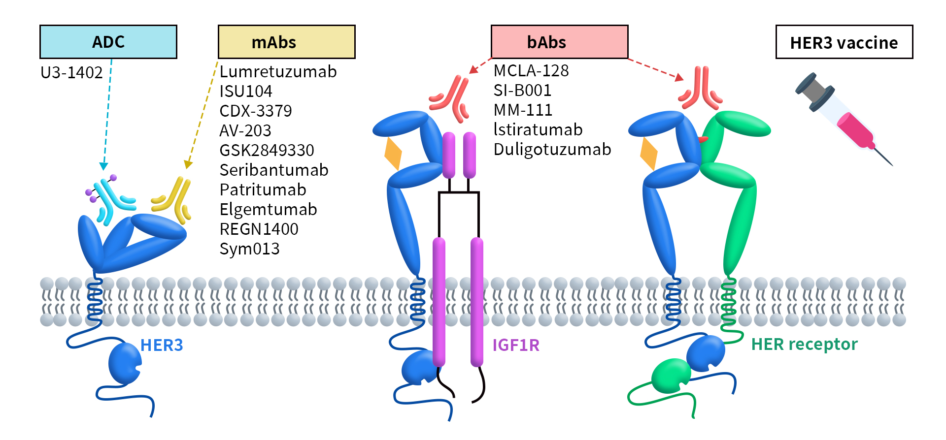 HER3/ERBB3: Dominating Cancer Therapy with ADCs and Beyond - DIMA Biotechnology