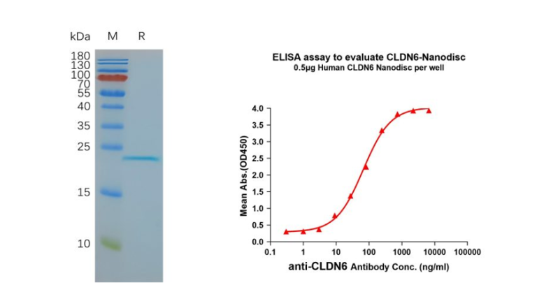 CLDN6 – The Next Promising Target for Solid Tumor Therapy After CLDN18 ...