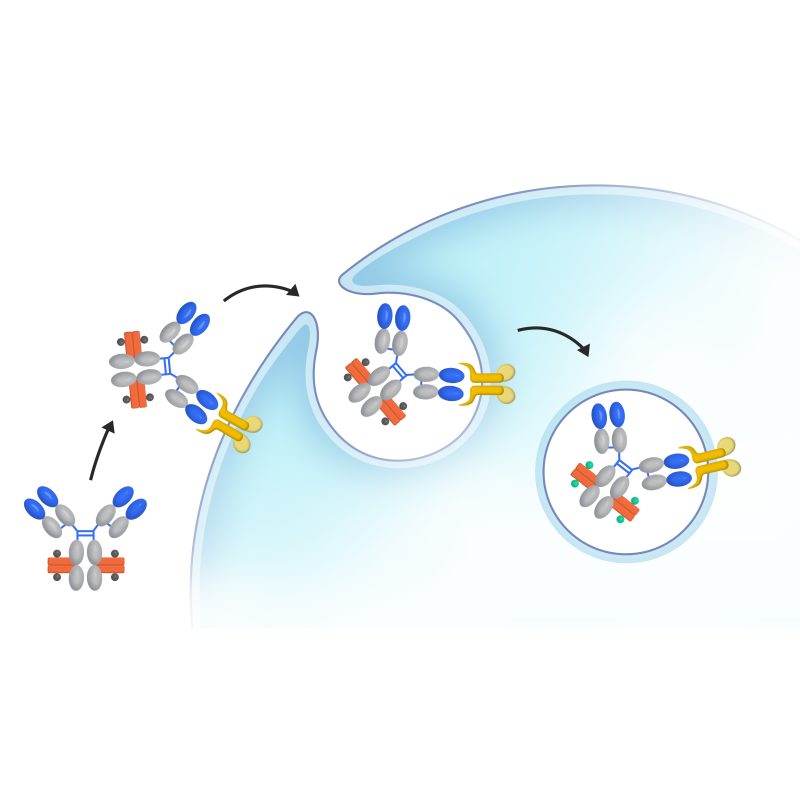 ADC antibody internalization assay-DIMA BIOTECH