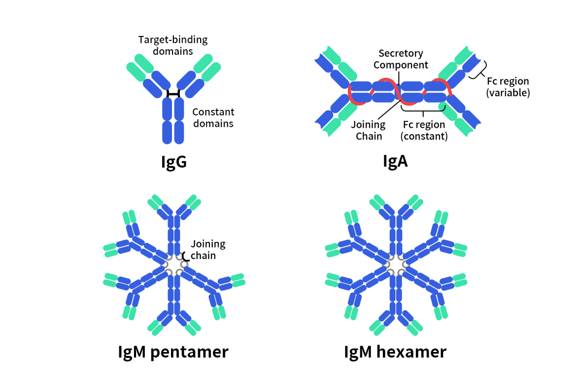 IgM Recombinant Antibody Expression Service | High-Yield, Functional ...