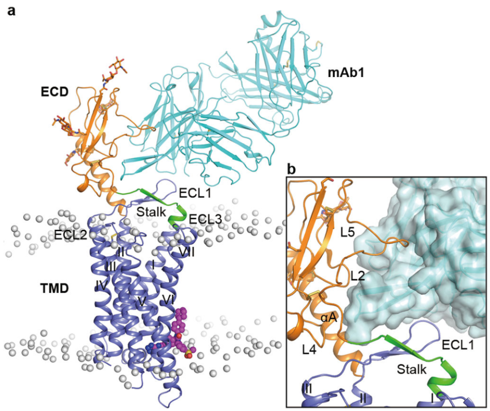 The glucagon receptor (GCGR)：A Key Target in Glucose Metabolism - DIMA Biotechnology