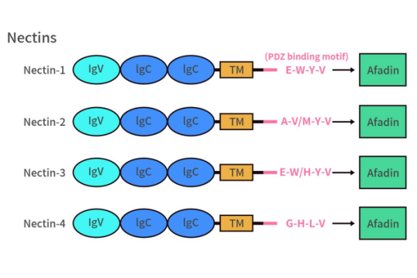 Nectin‑4 – A Promising Target in Antibody‑Drug Conjugate (ADC) Therapy ...